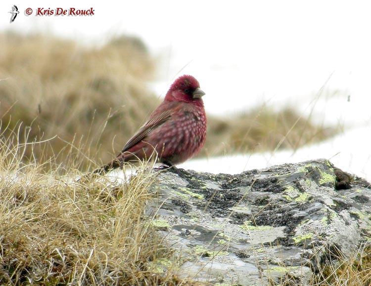 Ptice roda Carpodacus (Roze-zebe)