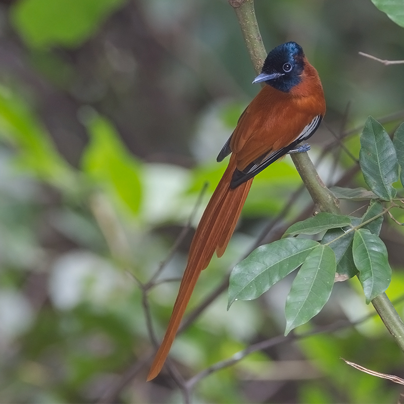 Birdpix.nl :: View bird picture - Terpsiphone rufiventer ...