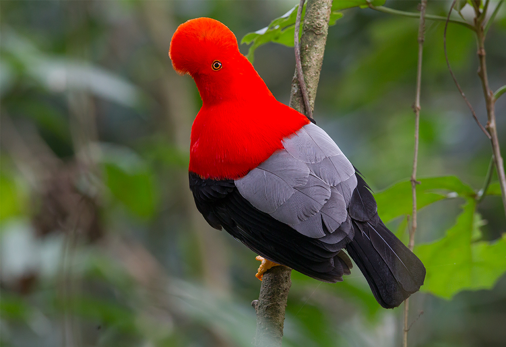 Birdpix.nl :: View bird picture - Rupicola peruvianus / Rode Rotshaan ...