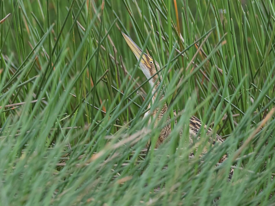 Birdpix.nl :: View bird picture - Botaurus pinnatus / Zuid-Amerikaanse ...