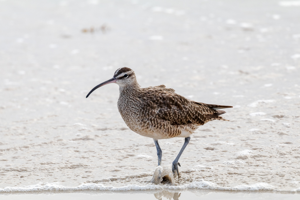 Birdpix.nl :: View bird picture - Numenius hudsonicus / Amerikaanse ...