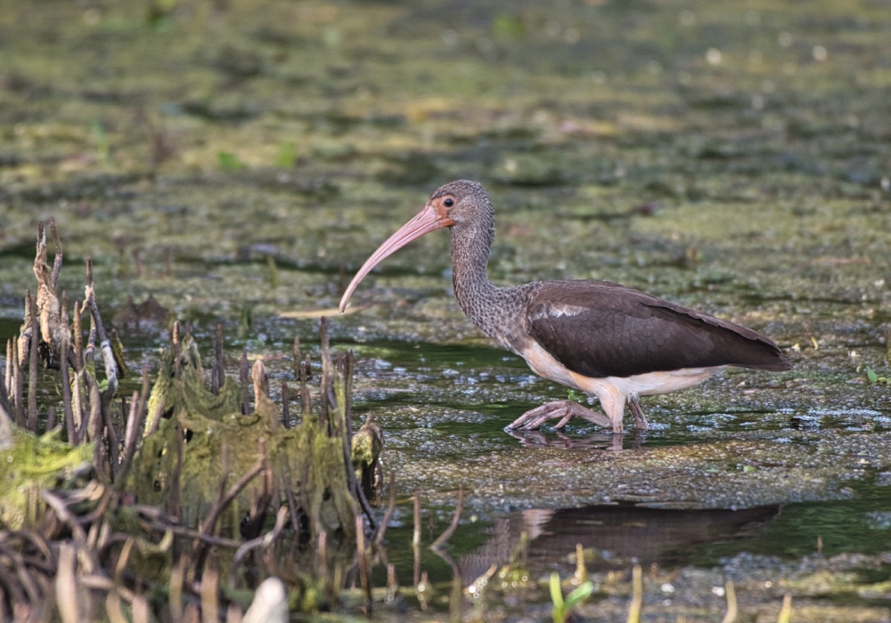 Birdpix.nl :: View bird picture - Eudocimus ruber / Rode Ibis / Scarlet ...