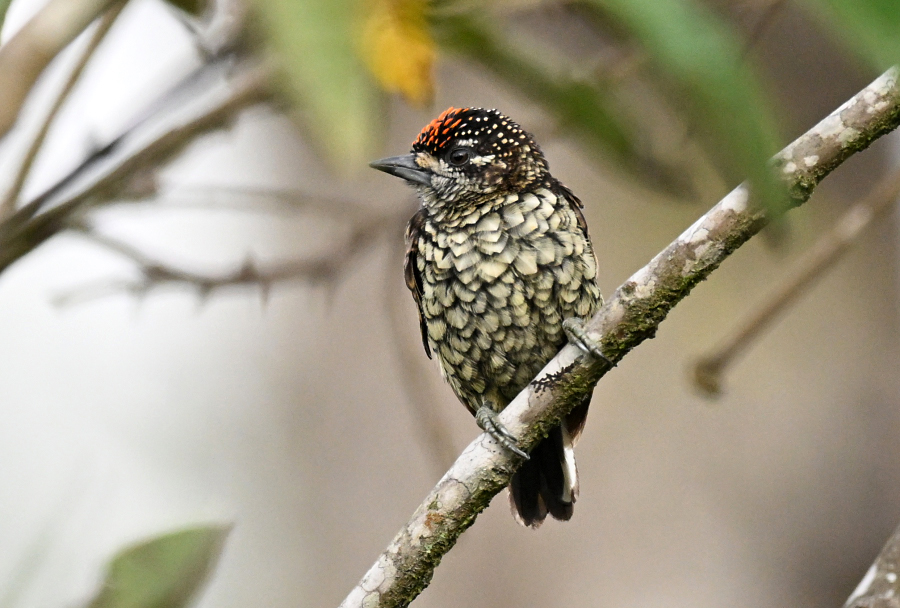 Birdpix.nl :: View bird picture - Picumnus squamulatus / Geschubde ...