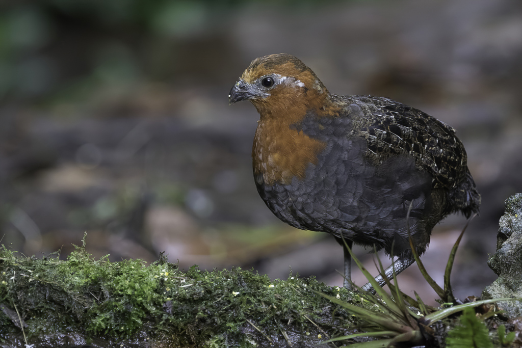 Birdpix.nl :: Bekijk vogel foto - Odontophorus hyperythrus ...