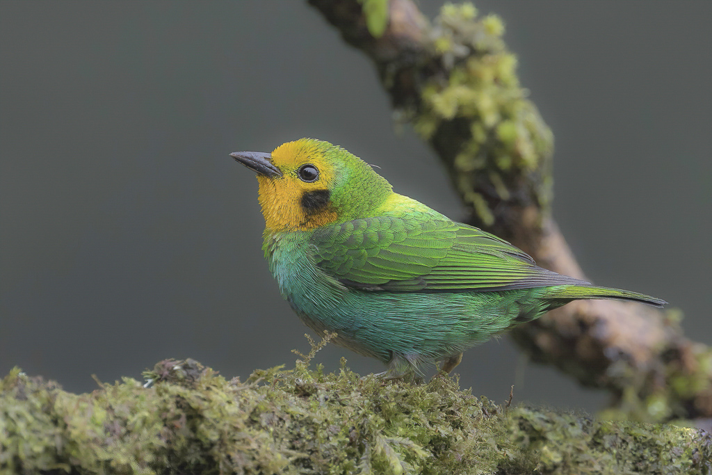 Birdpix.nl :: View bird picture - Chlorochrysa nitidissima ...