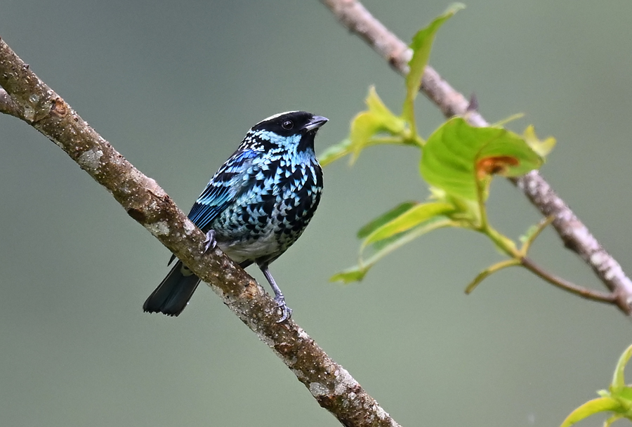 Birdpix.nl :: View bird picture - Tangara nigroviridis ...