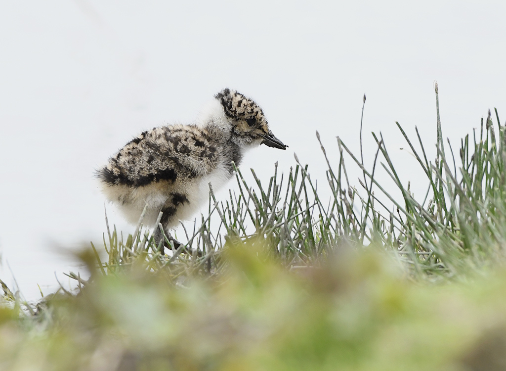Birdpix.nl :: View bird picture - Vanellus vanellus / Kievit / Northern ...