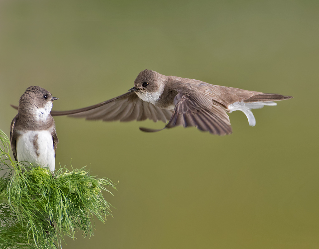 Birdpix.nl :: View bird picture - Riparia riparia / Oeverzwaluw / Sand ...