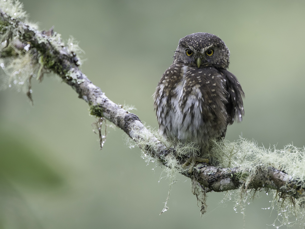 Birdpix.nl :: View bird picture - Glaucidium jardinii / Andesdwerguil ...