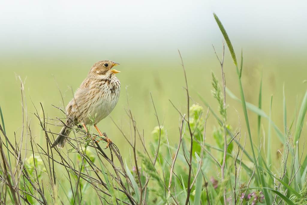 Birdpix.nl :: View bird picture - Emberiza calandra / Grauwe Gors ...