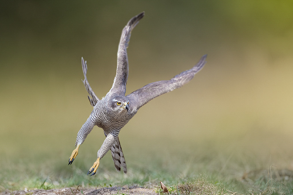 Birdpix.nl :: View bird picture - Accipiter gentilis / Havik / Northern ...