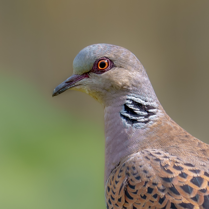 Birdpix.nl :: Bekijk vogel foto - Streptopelia turtur / Zomertortel ...