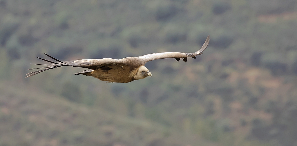 Birdpix.nl :: Bekijk vogel foto - Gyps fulvus / Vale Gier / Griffon Vulture