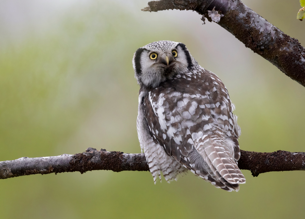 Birdpix.nl :: View bird picture - Surnia ulula / Sperweruil / Northern ...