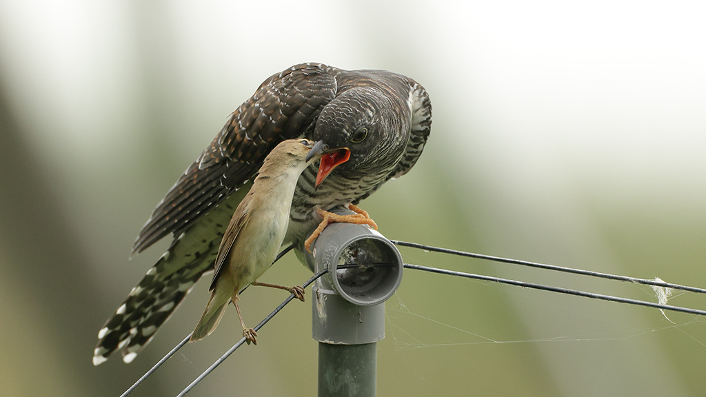 Birdpix.nl :: View bird picture - Cuculus canorus / Koekoek / Common Cuckoo