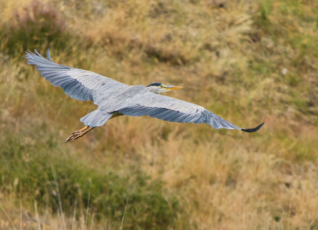 Birdpix.nl :: View bird picture - Ardea cinerea / Blauwe Reiger / Grey ...