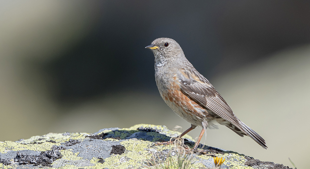 Birdpix.nl :: View bird picture - Prunella collaris / Alpenheggenmus ...