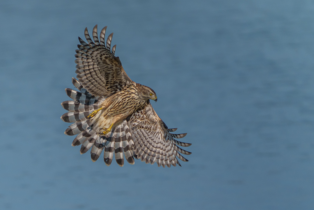 Birdpix.nl :: View bird picture - Accipiter gentilis / Havik / Northern ...