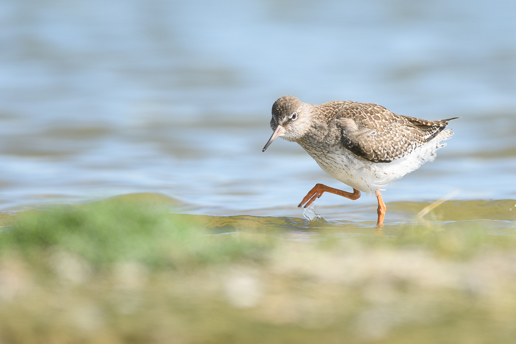 Birdpix.nl :: View bird picture - Tringa totanus / Tureluur / Common ...