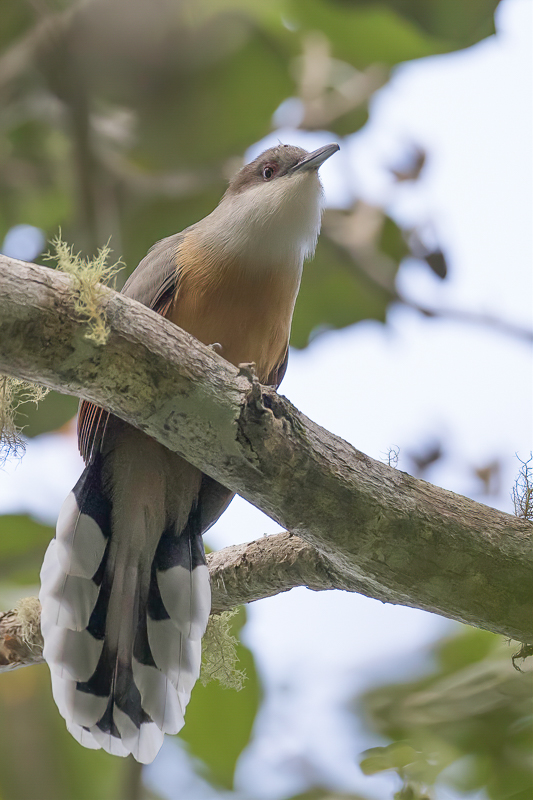 Birdpix.nl :: View bird picture - Coccyzus vetula / Jamaicaanse ...