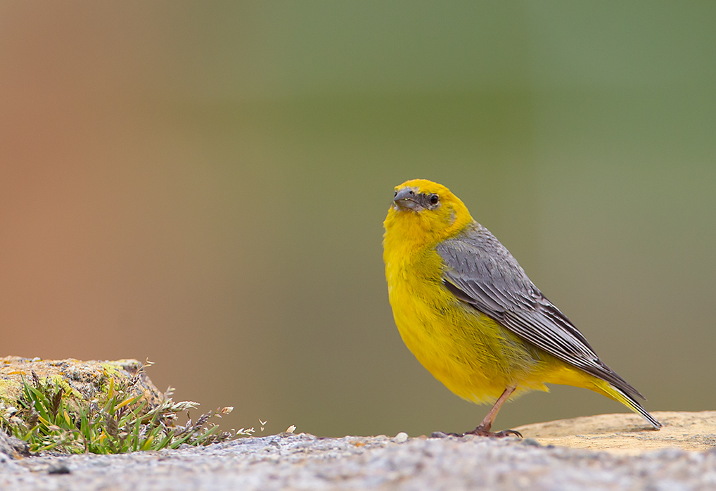Birdpix.nl :: View bird picture - Sicalis uropigyalis ...