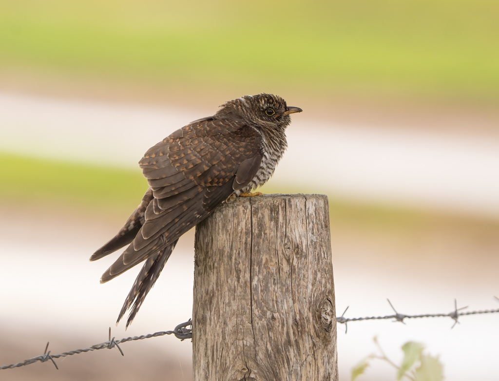 Birdpix.nl :: View bird picture - Cuculus canorus / Koekoek / Common Cuckoo