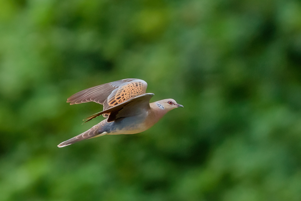 Birdpix.nl :: View bird picture - Streptopelia turtur / Zomertortel ...