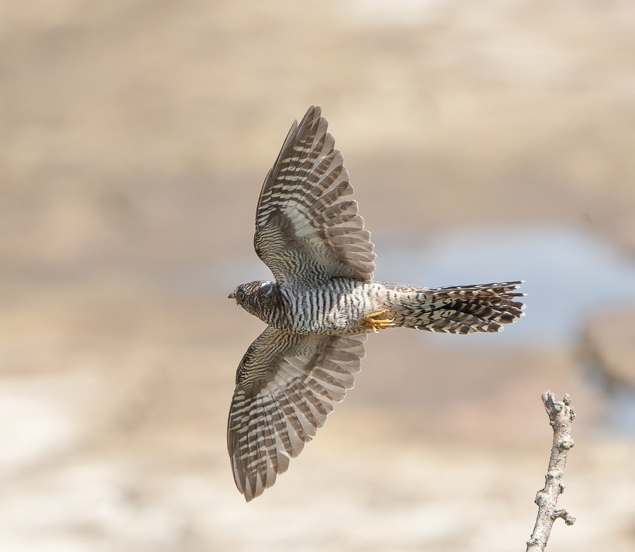 Birdpix.nl :: View bird picture - Cuculus canorus / Koekoek / Common Cuckoo