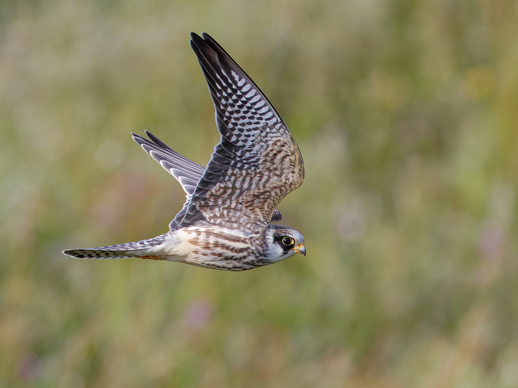 Birdpix.nl :: View bird picture - Falco vespertinus / Roodpootvalk ...