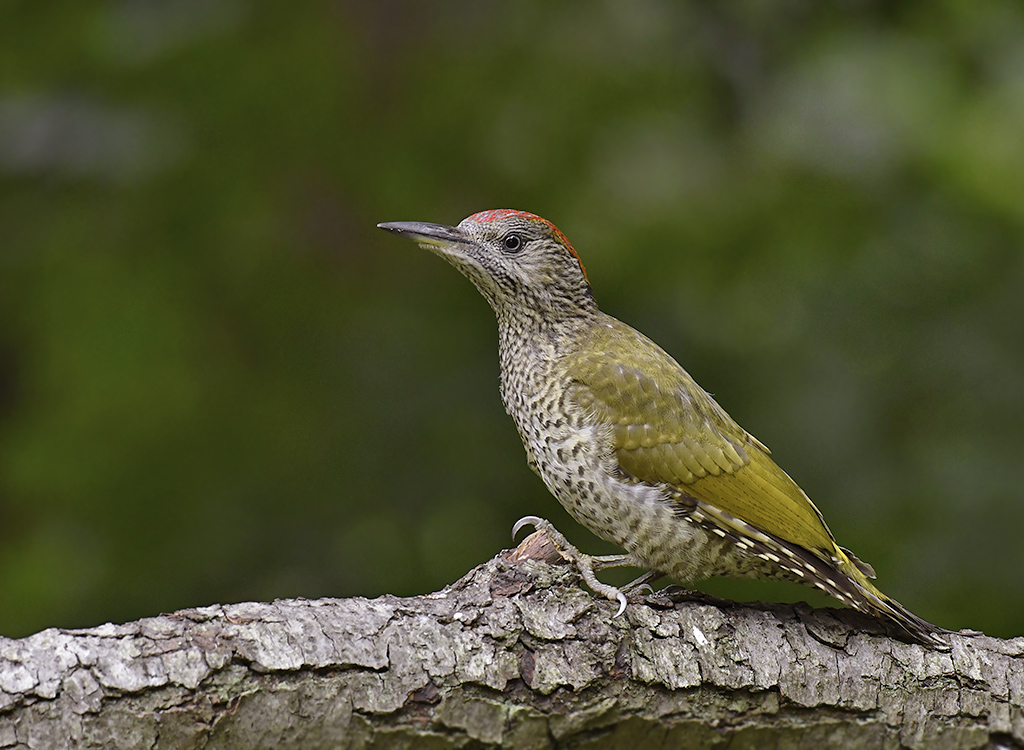 Birdpix.nl :: View bird picture - Picus viridis / Groene Specht ...