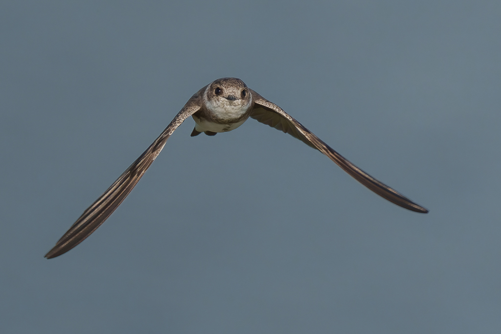 Birdpix.nl :: View bird picture - Riparia riparia / Oeverzwaluw / Sand ...