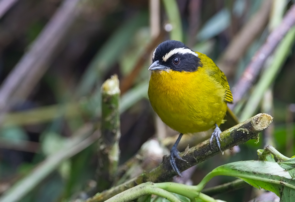 Birdpix.nl :: View bird picture - Hemispingus atropileus ...