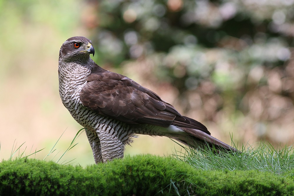 Birdpix.nl :: View bird picture - Accipiter gentilis / Havik / Northern ...