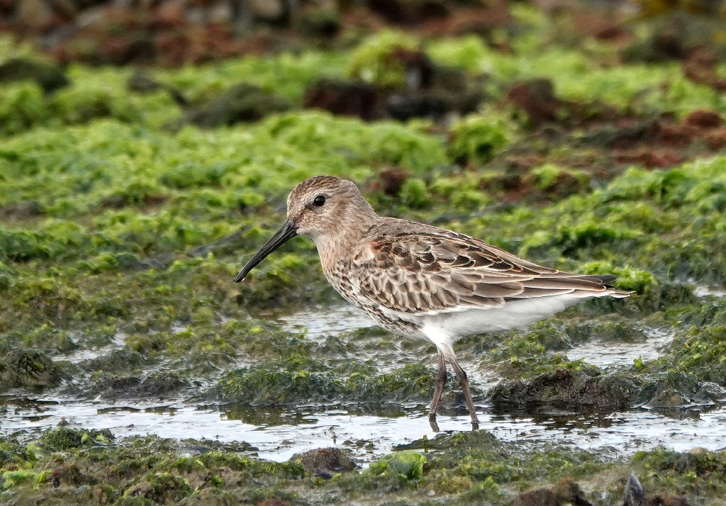 Birdpix.nl :: View bird picture - Calidris alpina / Bonte Strandloper ...