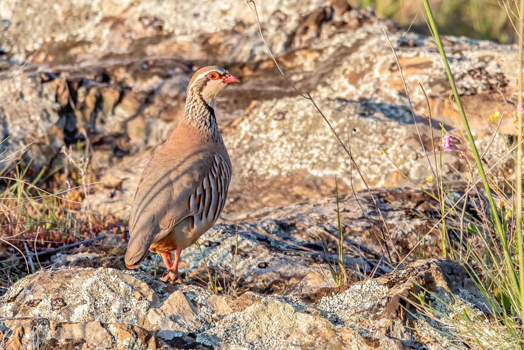 Birdpix.nl :: View bird picture - Alectoris rufa / Rode Patrijs / Red ...