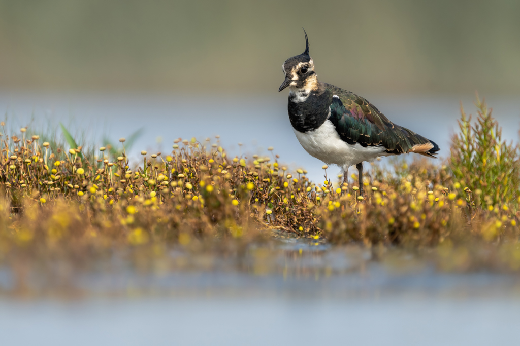 Birdpix.nl :: View bird picture - Vanellus vanellus / Kievit / Northern ...