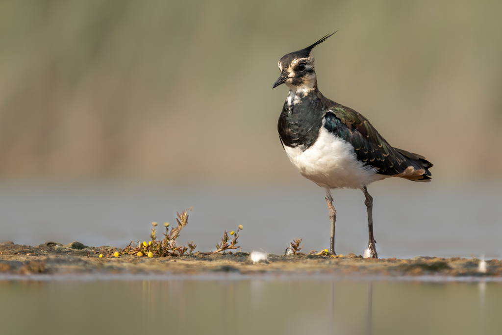 Birdpix.nl :: View bird picture - Vanellus vanellus / Kievit / Northern ...