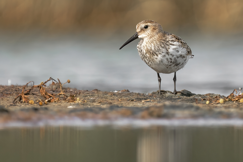 Birdpix.nl :: View bird picture - Calidris alpina / Bonte Strandloper ...