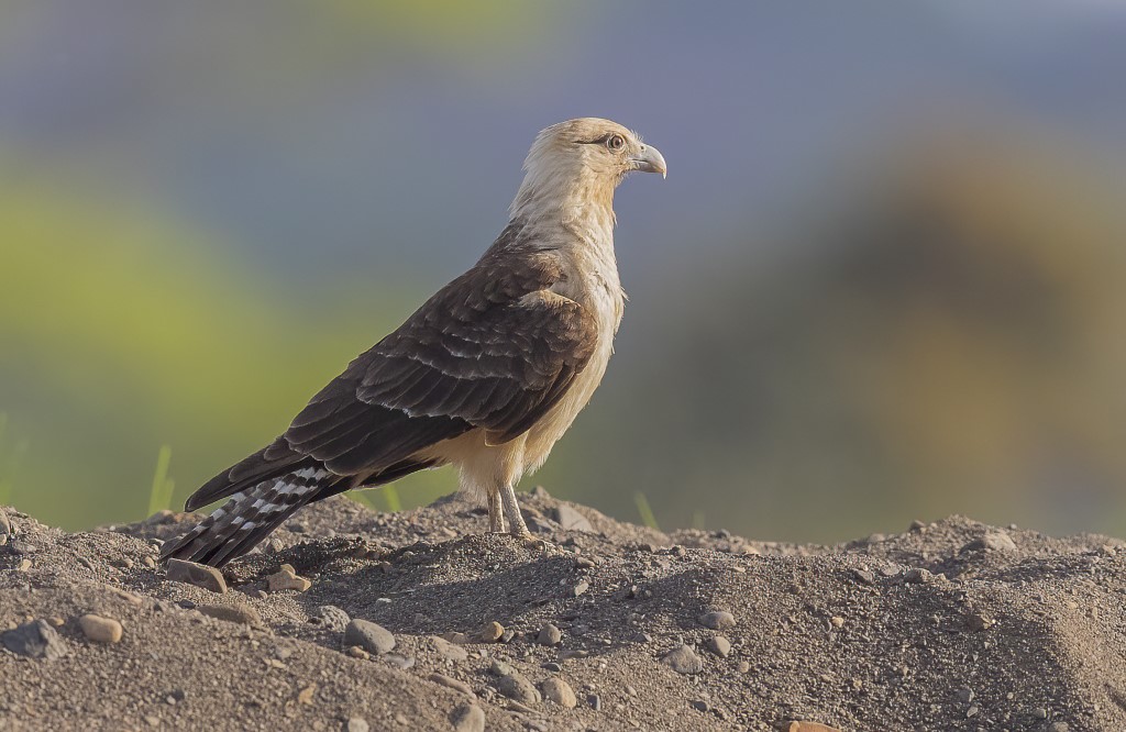 Birdpix.nl :: View bird picture - Milvago chimachima / Geelkopcaracara ...