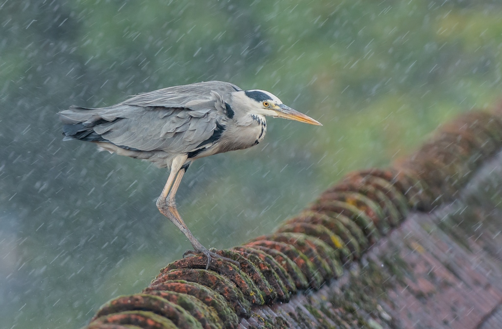 Birdpix.nl :: View bird picture - Ardea cinerea / Blauwe Reiger / Grey ...