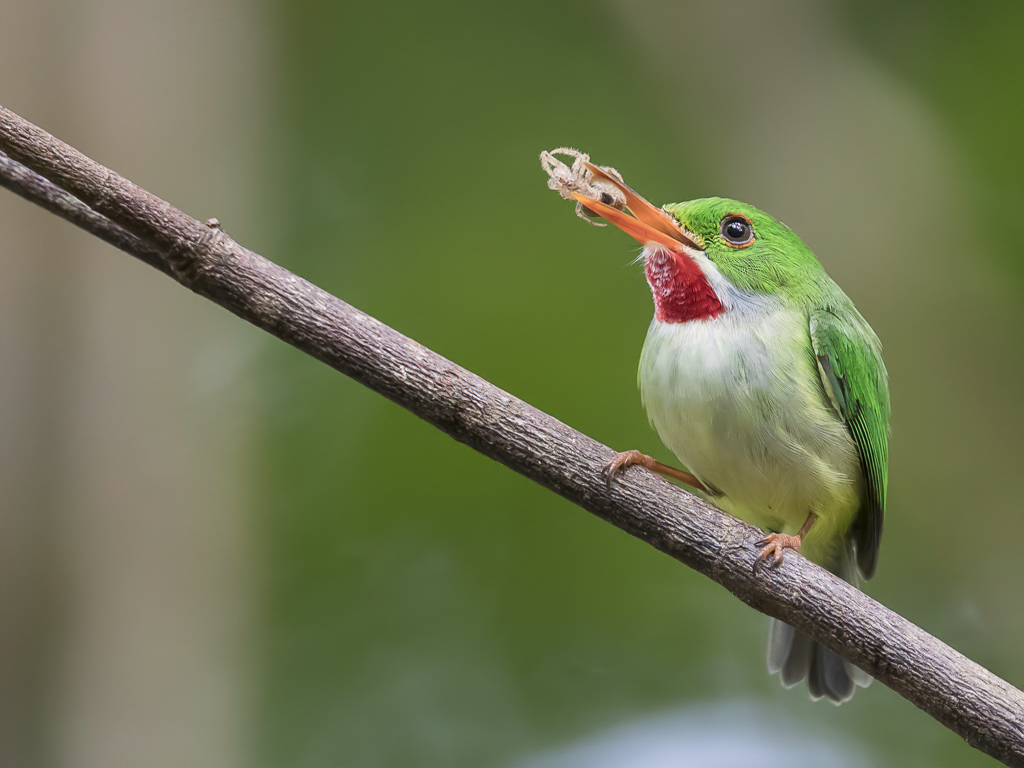 Birdpix.nl :: View bird picture - Todus todus / Jamaicaanse Todie ...