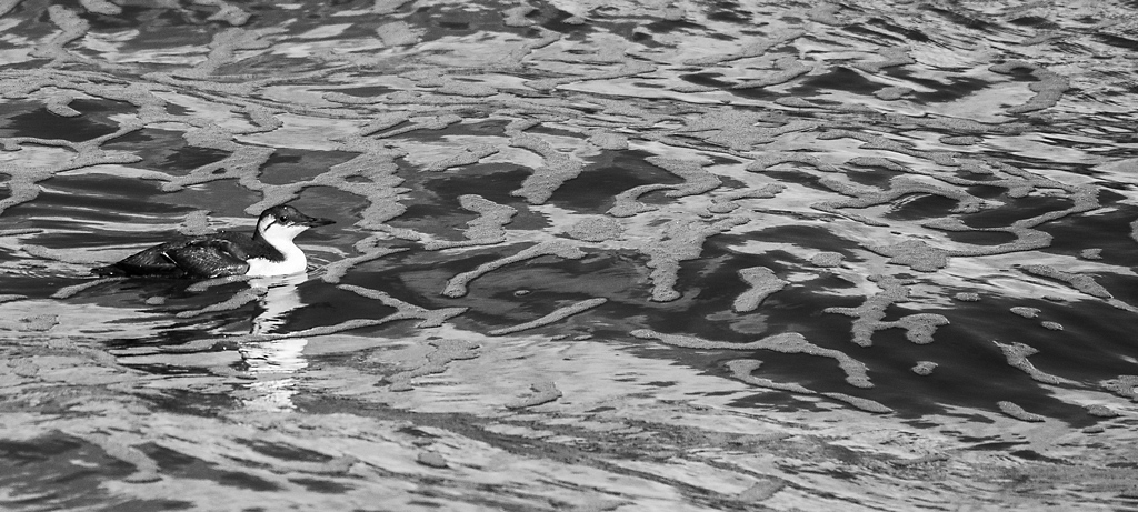 Birdpix.nl :: View bird picture - Uria aalge / Zeekoet / Common Murre