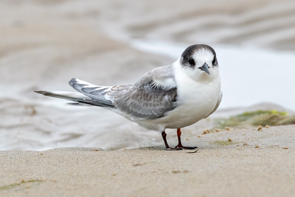 Birdpix.nl :: View bird picture - Sterna paradisaea / Noordse Stern ...