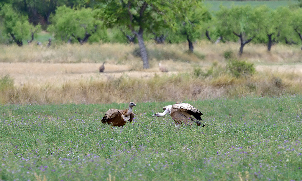 Birdpix.nl :: View bird picture - Gyps fulvus / Vale Gier / Griffon Vulture