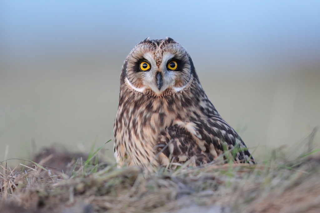 Birdpix.nl :: View bird picture - Asio flammeus / Velduil / Short-eared Owl