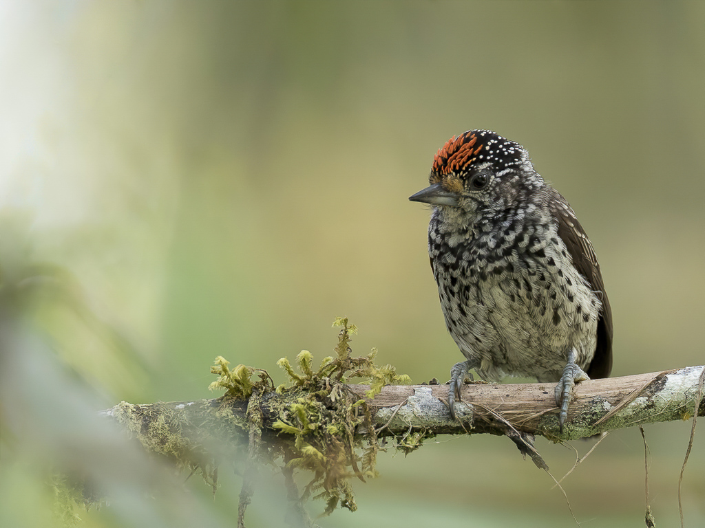 Birdpix.nl :: View bird picture - Picumnus dorbignyanus / D'Orbigny's ...