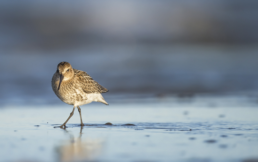 Birdpix.nl :: Bekijk vogel foto - Calidris alpina / Bonte Strandloper ...