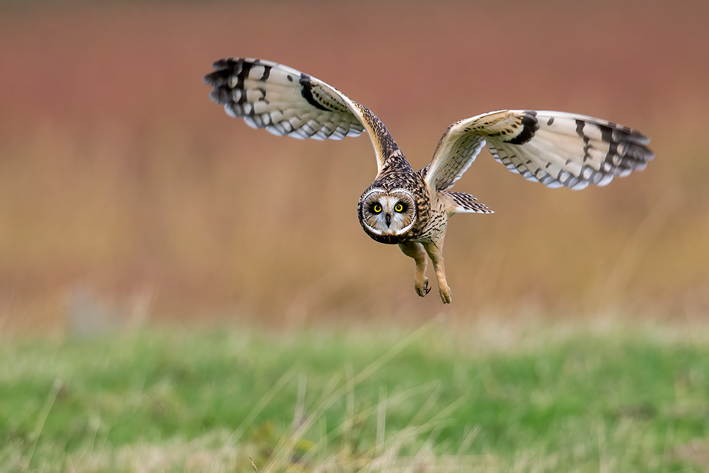Birdpix.nl :: View bird picture - Asio flammeus / Velduil / Short-eared Owl