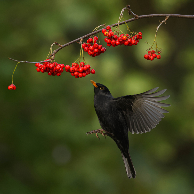 Birdpix.nl :: View bird picture - Turdus merula / Merel / Common Blackbird