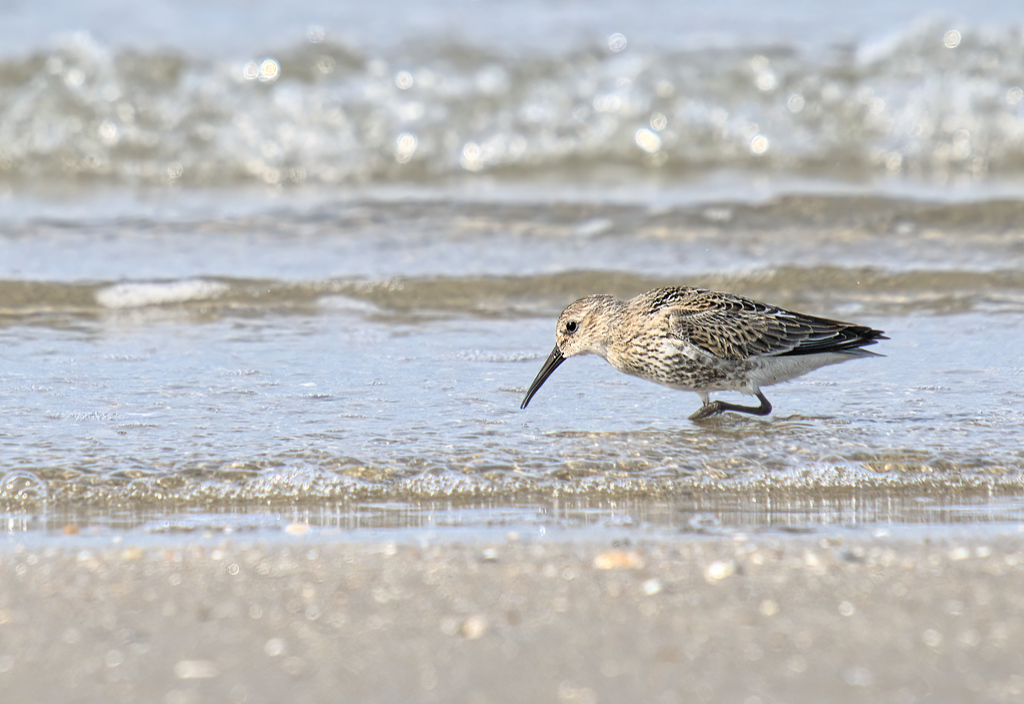 Birdpix.nl :: View bird picture - Calidris alpina / Bonte Strandloper ...